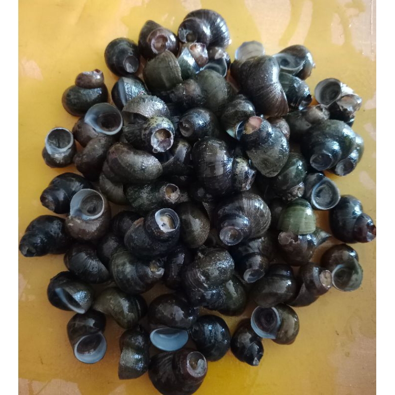 Jual KERANG TUTUT SEGAR 1KG | Shopee Indonesia