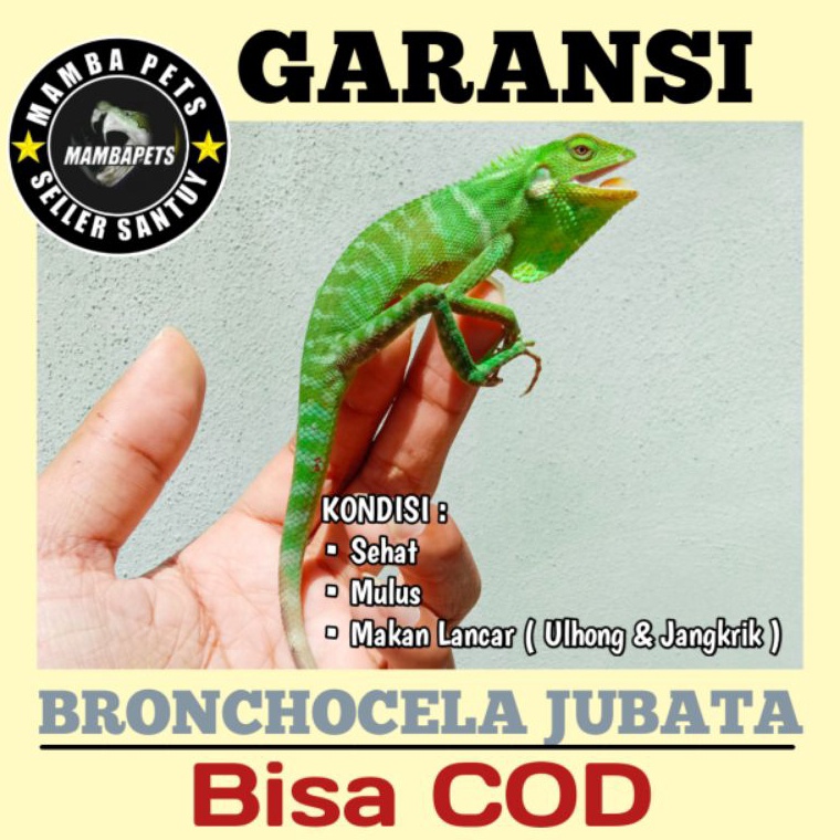 Jual Terupd@te bunglon surai bronchocela jubata mainan anak Harga pas ...