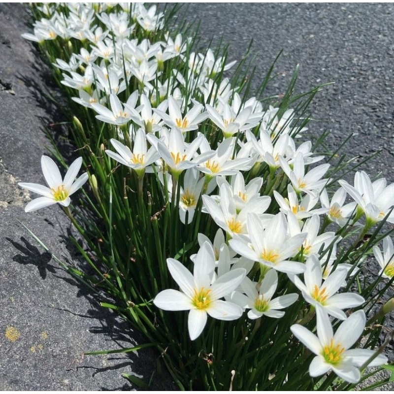 Jual BUNGA LILI HUJAN / KEMBANG COKLAT / ZEPHIRANTHES CANDIDA | Shopee ...