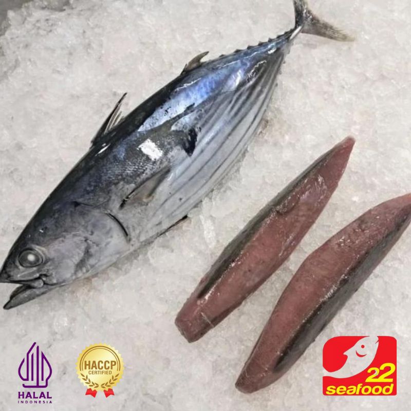 Jual Ikan Cakalang Fillet 500 gr / Skipjack Tuna / Seafood 22 | Shopee Indonesia
