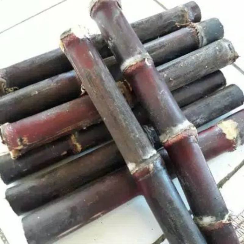 Jual bibit tebu hitam tebu Ireng bibit tanaman pohon tebu | Shopee ...