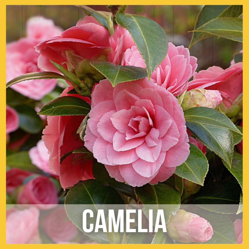 Jual Bibit Bunga Camelia Bibit Tanaman Kamelia Asli Cangkok Warna Pink ...