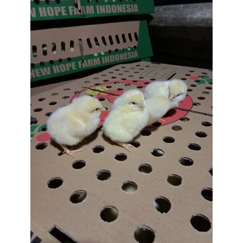 Jual doc pejantan/ayam negri | Shopee Indonesia