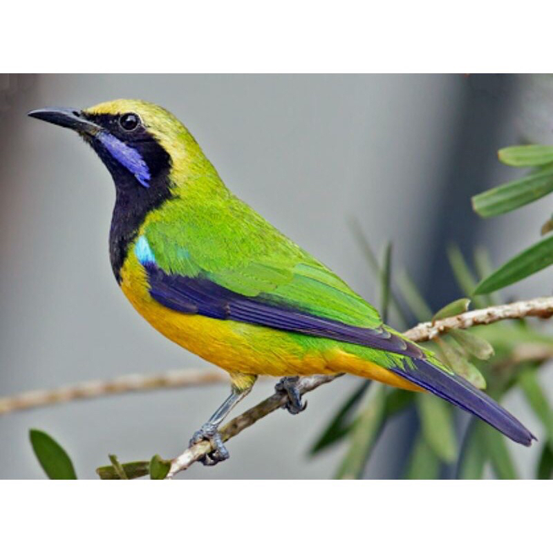 Jual Burung cak cungkok jantan pilihan gacoran | Shopee Indonesia