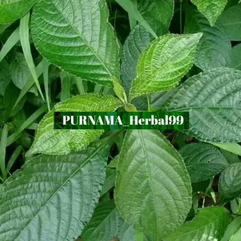 Jual Daun keji beling obat herbal alami per 1kg atau daun kibeling ... Jual Daun keji beling obat herbal alami per 1kg atau daun kibeling ...