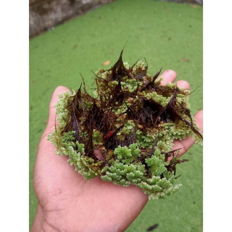 Jual azola azolla 1kg | Shopee Indonesia