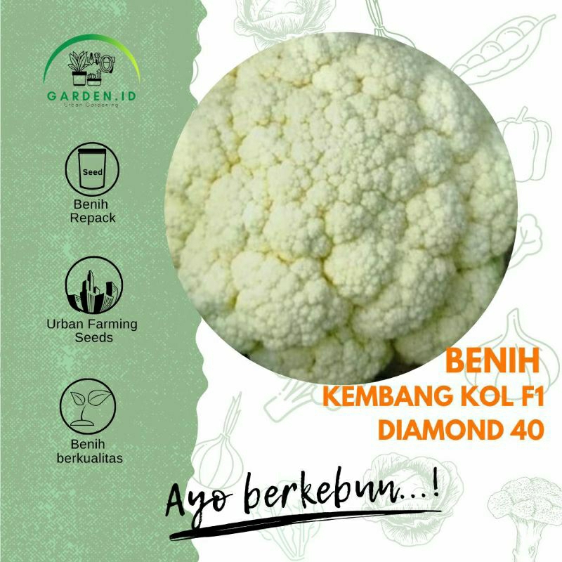Jual 35 Biji - Benih Kembang Kol / Bunga Kol / Cauliflower F1 | Shopee ...