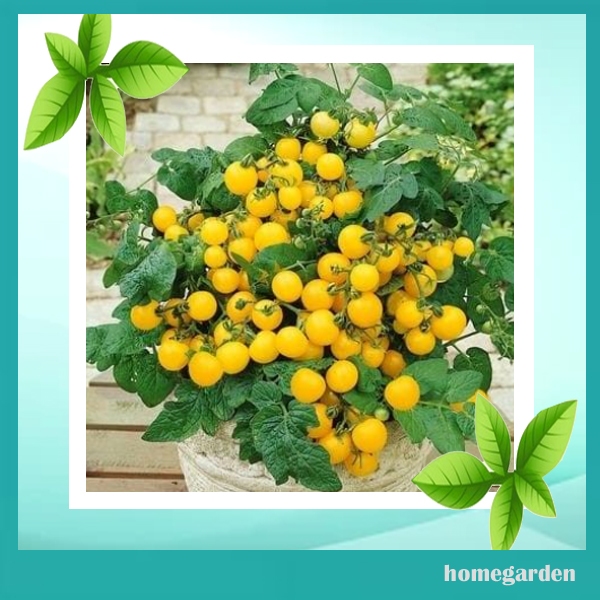 Jual Homegaden Benih Tanaman Tomat Chery Mini Kuning Kualitas Tinggi ...