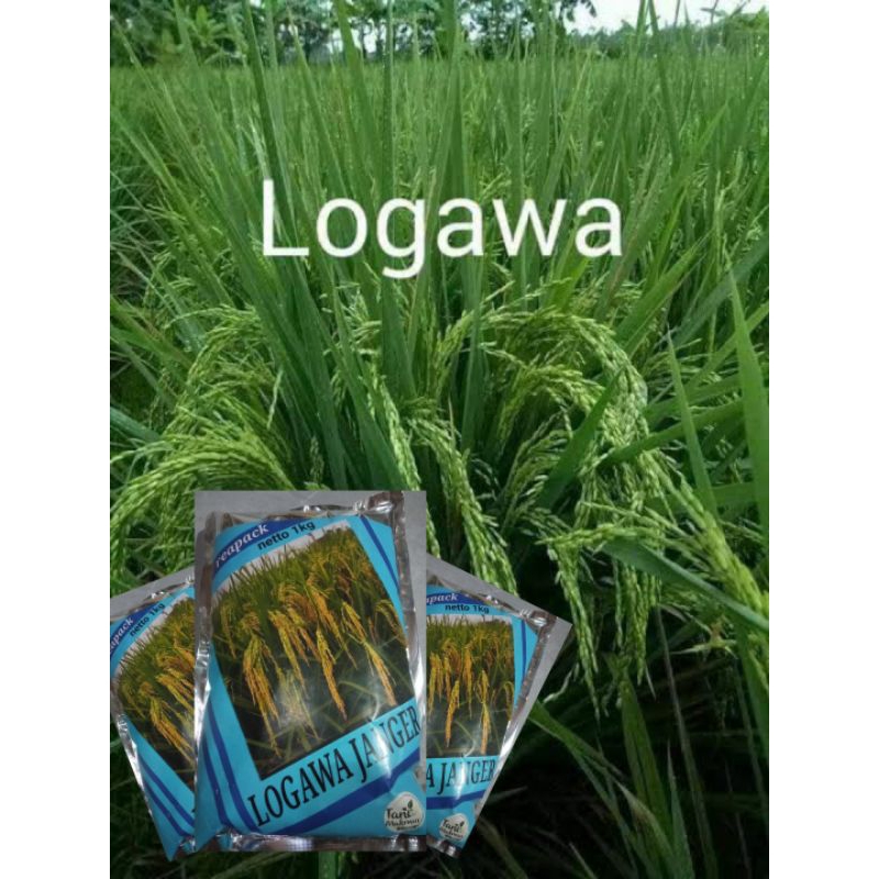 Jual BENIH PADI LOGAWA JANGER 1KG REPACK ORIGINAL | Shopee Indonesia