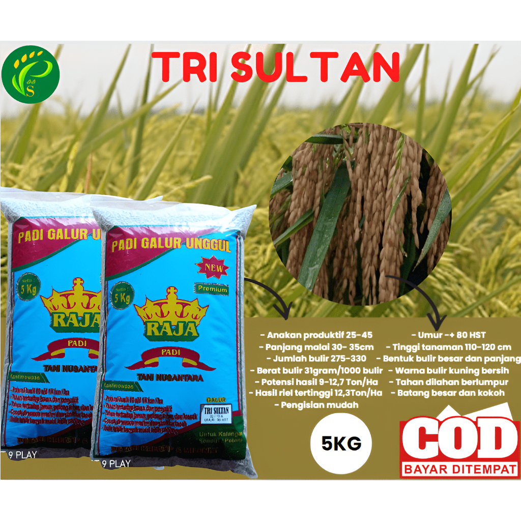 Jual Benih Padi Unggul Trisultan Padi TRI SULTAN Tahan Blast 5KG ...