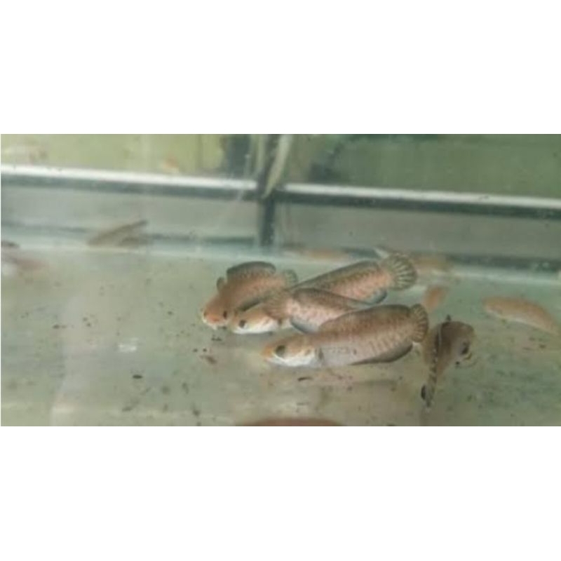 Jual ikan chana andro ukuran 4-5cm | Shopee Indonesia