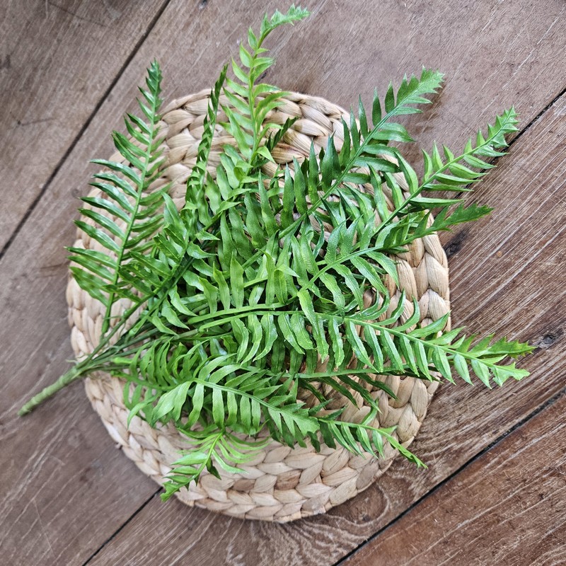 Jual Daun Pakis Boston Fern x5 Artificial | Shopee Indonesia