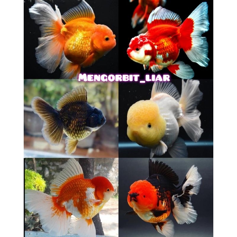 Jual KOKI ORANDA MIX RANDOM Cantik UK TELOR AYAM 8-12CM | Shopee Indonesia