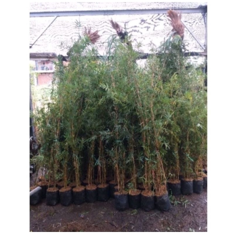 Jual Tanaman Hias Bambu Kuning Rimbun | Shopee Indonesia