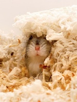 Jual TERMURAH !! SERBUK KAYU ALAMI ALAS BEDDING HAMSTER/LANDAK MINI ...