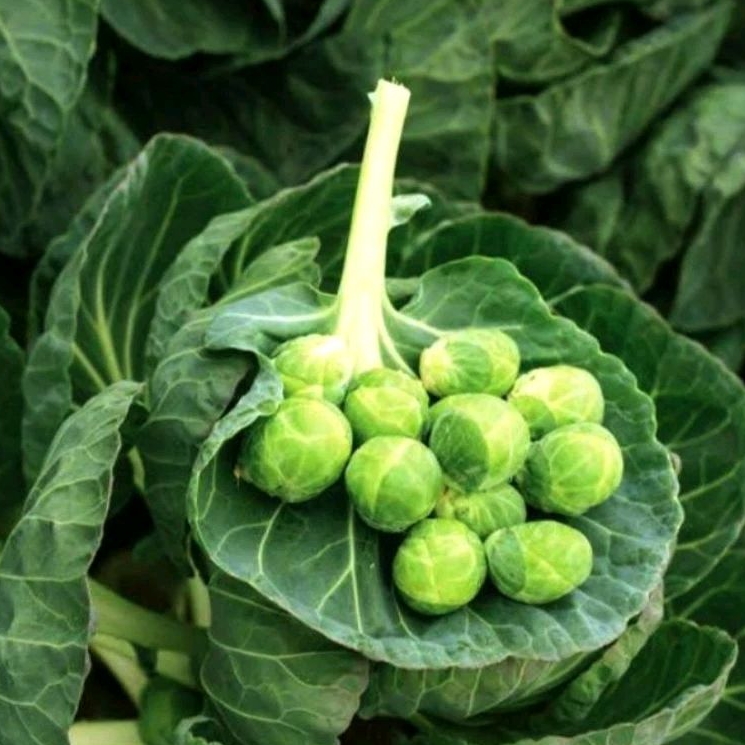 Jual 10 Biji Benih/Bibit Brussels/KUBIS MINI/brussel kol mini | Shopee ...