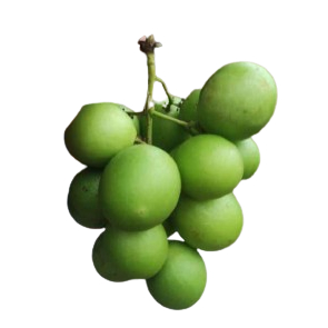 Jual BUAH JATAKE / GANDARIA | Shopee Indonesia