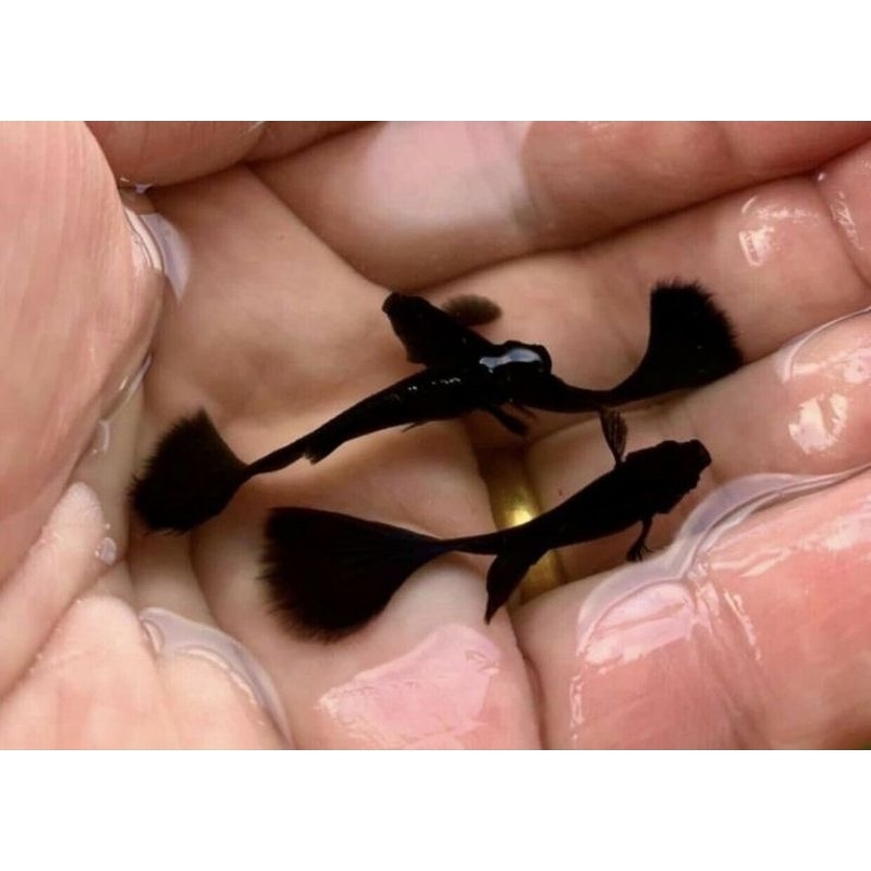 Jual Guppy Black Moscow | Shopee Indonesia