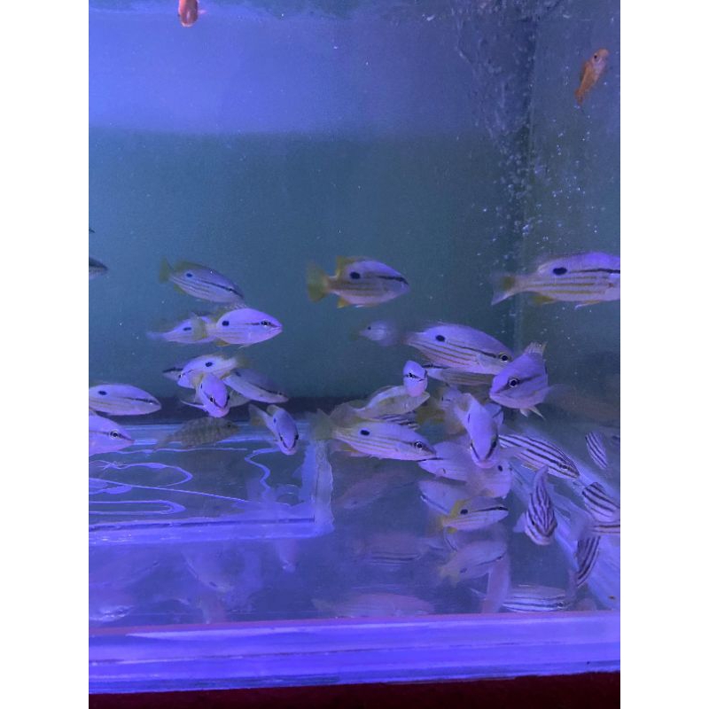 Jual Kakap Tompel 7-8cm Paket 4 ekor TAMBAH GARAM SEDIKIT ( WAJIB UBAH ...