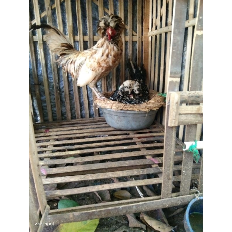 Jual ANAK AYAM POLANDIA ori/ asli ayam katenya habis | Shopee Indonesia