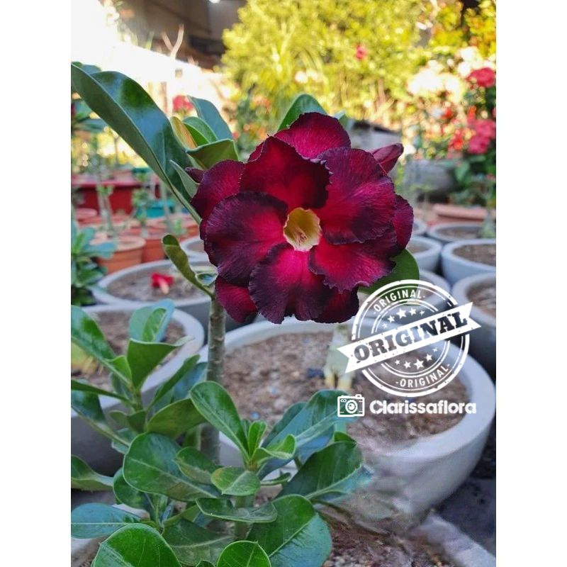 Jual Tanaman hias adenium bunga tumpuk merah maroon - tanaman Kamboja ...