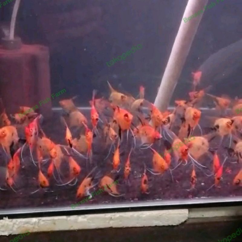 Jual Manfish Red Devil 2.5 - 3 Centimeter- ETALASE | Shopee Indonesia