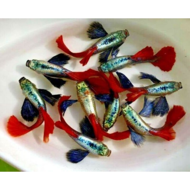 Jual Guppy PRTDE / Platinum Red Tail Dumbo Ear | Shopee Indonesia