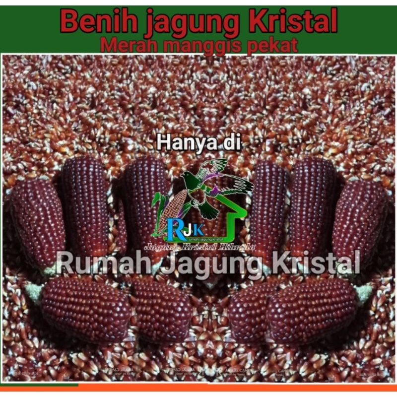 Jual Beni jagung kristal Merah manggis pekat | Shopee Indonesia