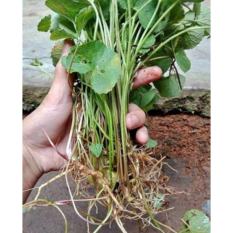 Jual Daun Pegagan Herbal / Pegagan Sayur / Daun Tapak Kuda Segar ...