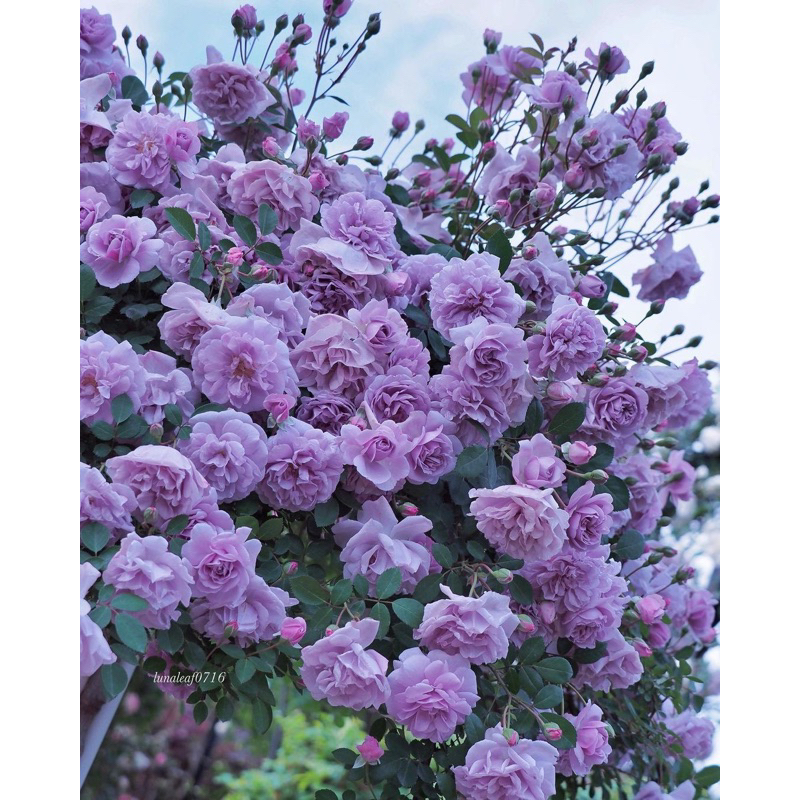 Jual Bunga Mawar Hidup Import Rainy Blue-Mawar Ungu-Mawar rambat ...