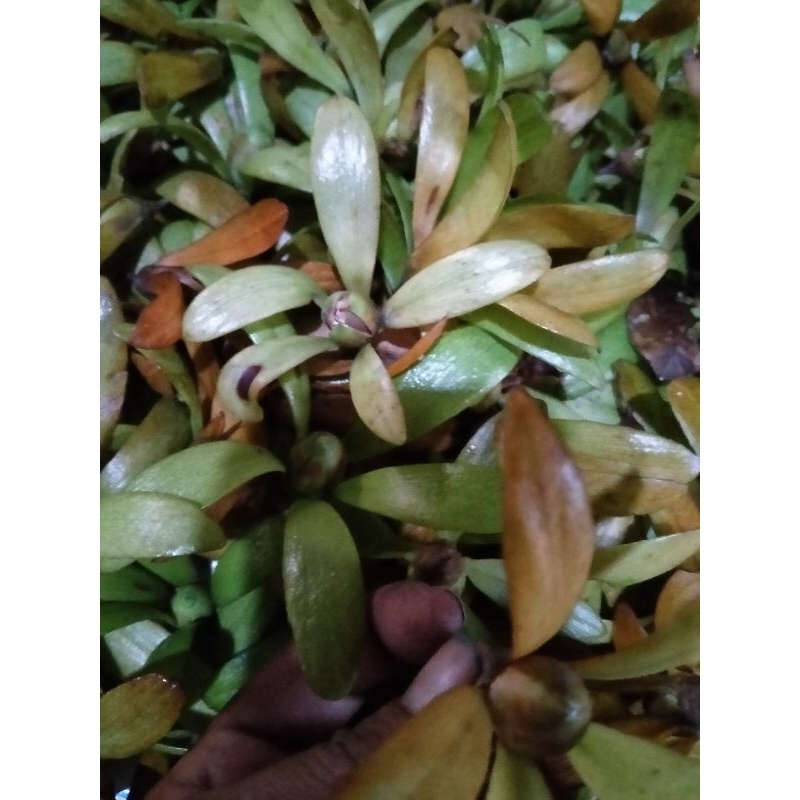 Jual Buah Kayu Kapur Barus /Dryobalanops Aromatica | Shopee Indonesia