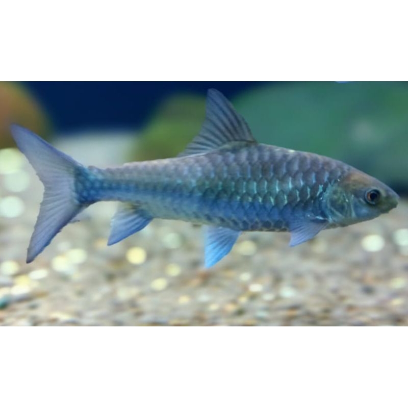 Jual Neo Stracheyi Thailand Blue Mahseer babby 10-11cm | Shopee Indonesia