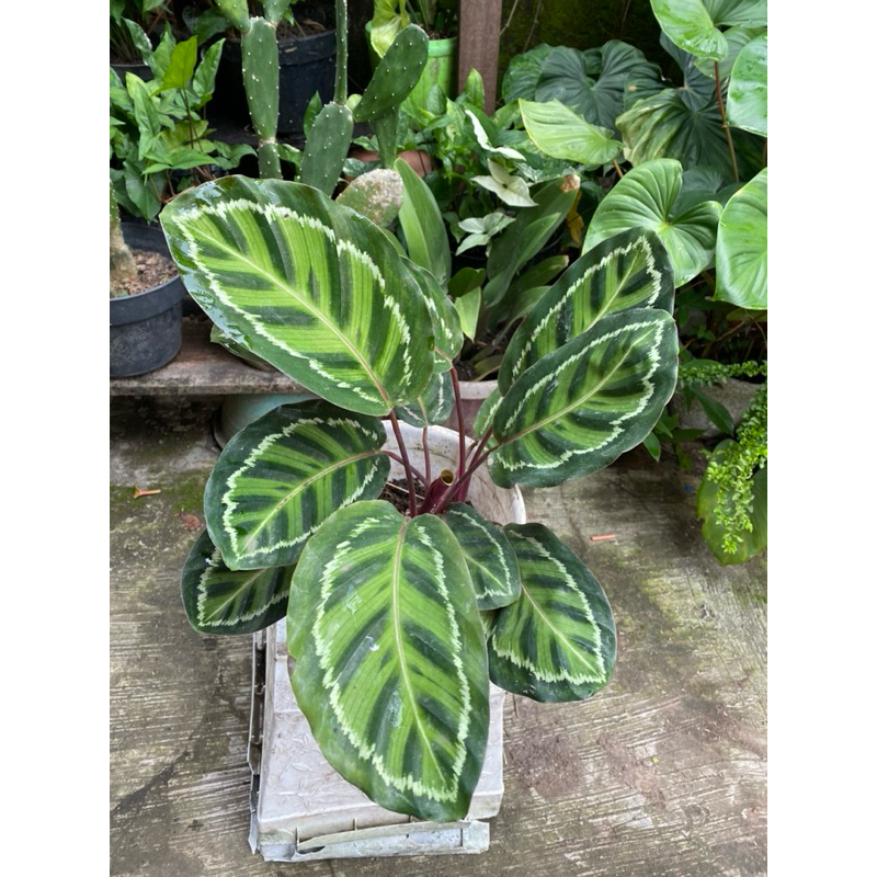 Jual Calathea Lindeniana/ Calathea Lindeni Rumpunan Rawatan Lokal ...
