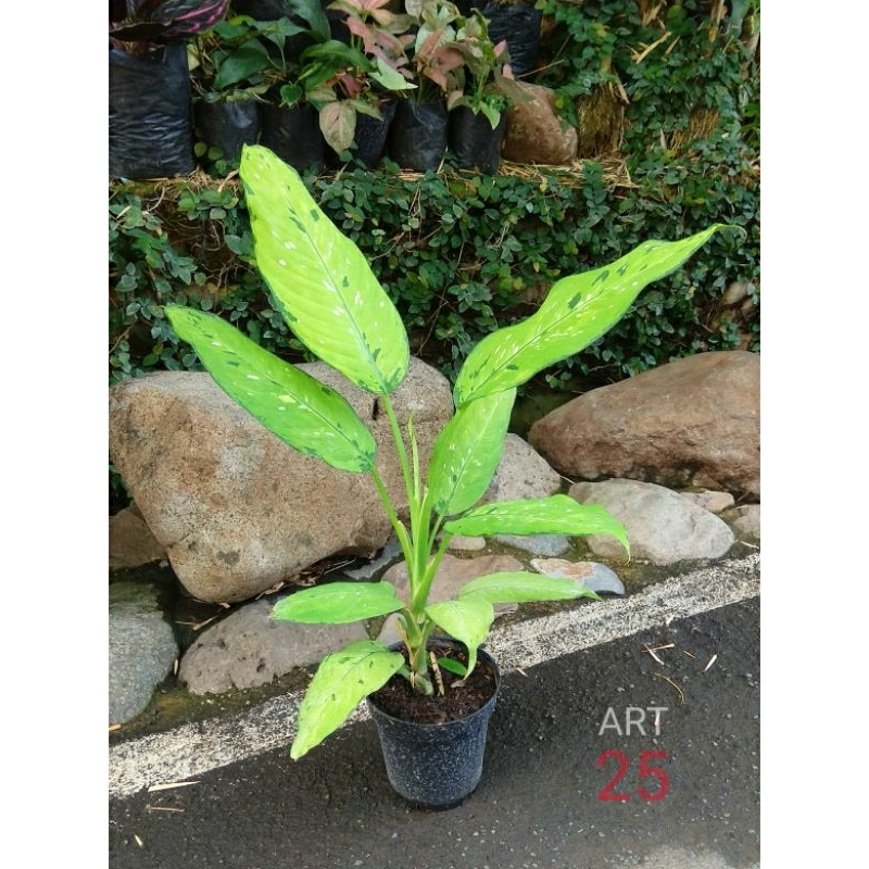 Jual Dieffenbachia X Bausei Difen Diffen Real Picture | Shopee Indonesia