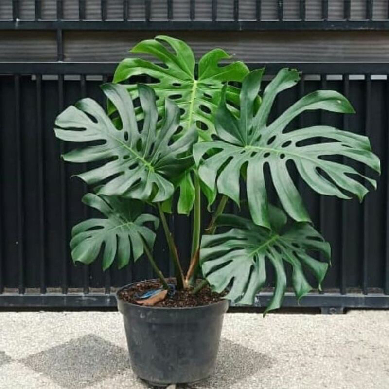 Jual tanaman hias monstera deliciosa king ukuran jumbo | Shopee Indonesia