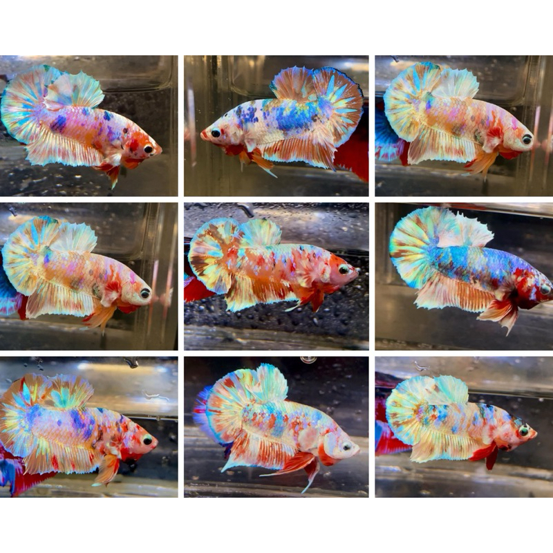 Jual Cupang Plakat Barongsai MALE/JANTAN | Shopee Indonesia