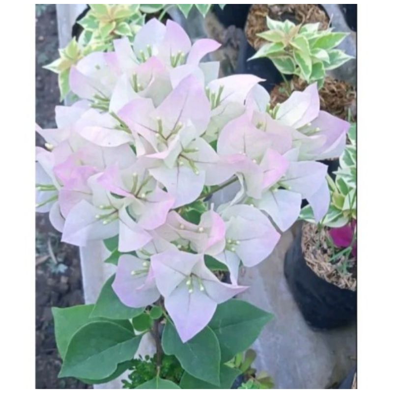 Jual PROMO 1.1!!TANAMAN HIAS BUGENVIL BUNGA KERTAS HAWAI//BOUGENVILLE ...