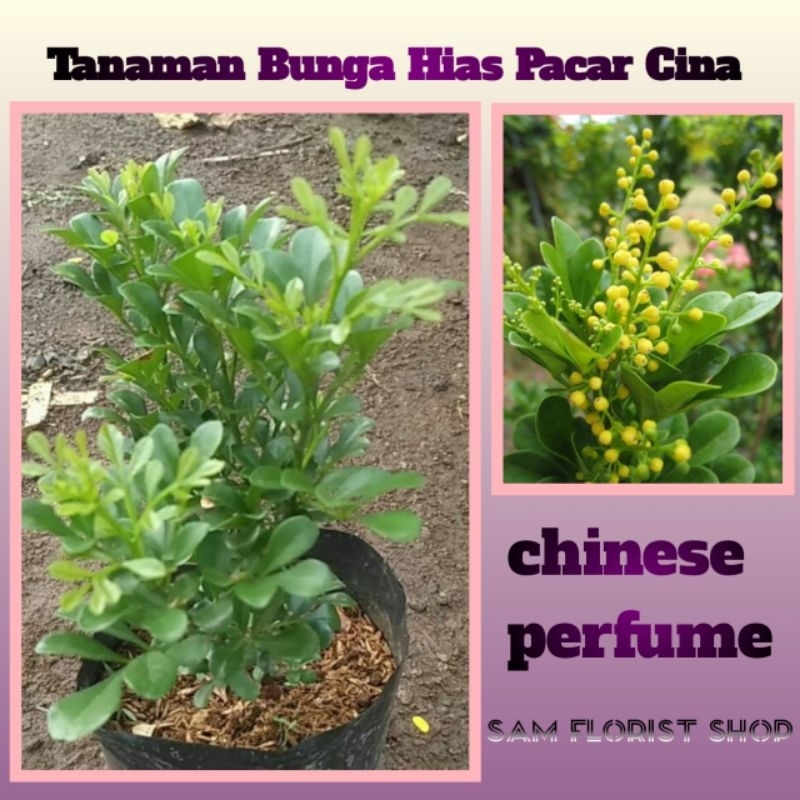 Jual Tanaman Pacar Cina "Chinese Perfume Plant" | Shopee Indonesia