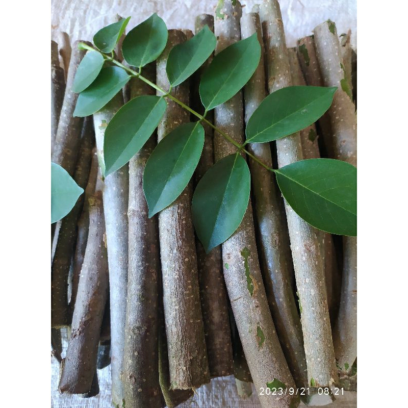 Jual 20 Stek bibit Gamal / kleresede ( Gliricidia sepium ) siap tanam ...