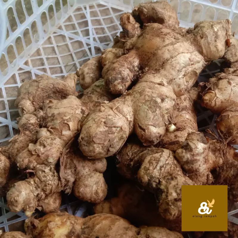 Jual JAHE PUTIH GAJAH SEGAR 250 GRAM | Shopee Indonesia