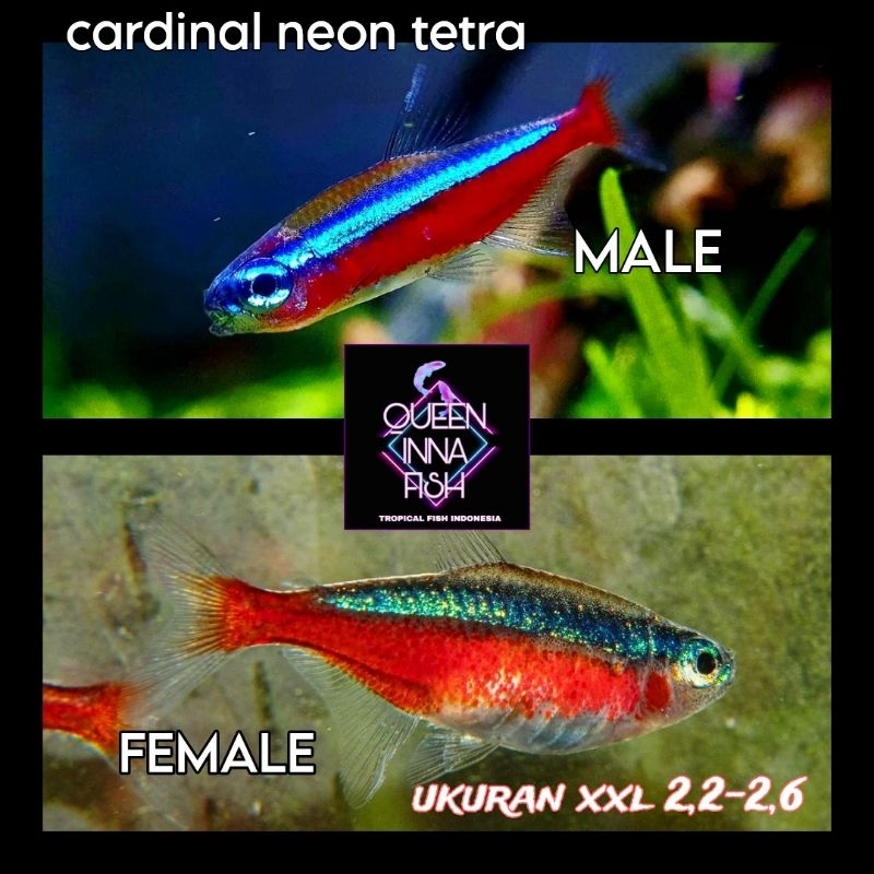 Jual Cardinal Neon XL / Ikan Hias Cardinal Neon Indukan | Shopee Indonesia
