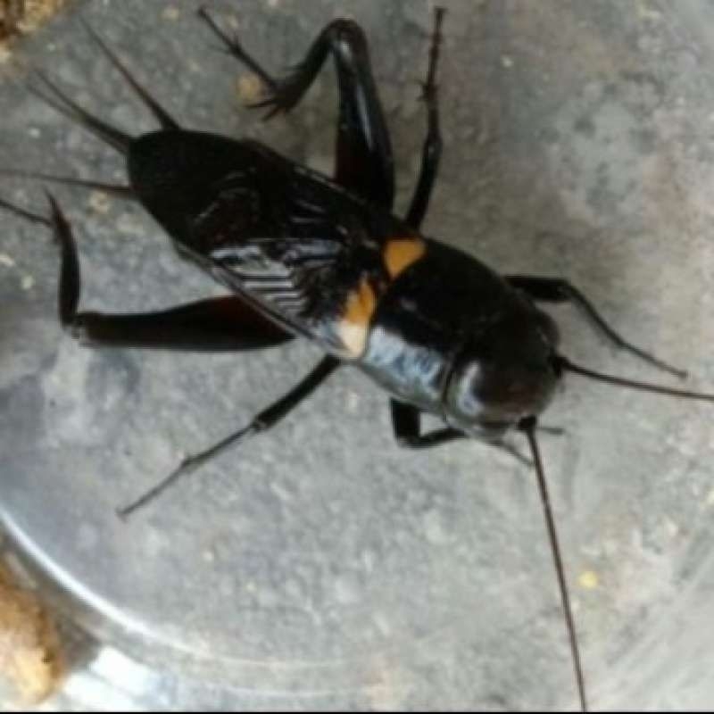 Jual Jangkrik aduan Jangkrik sawah Jangkrik Alam | Shopee Indonesia