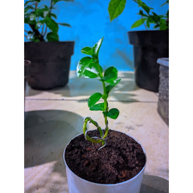 Jual BAHAN BONSAI SHITO, BONSAI SANCANG KECIL, POHON MINI, TANAMAN HIAS ...