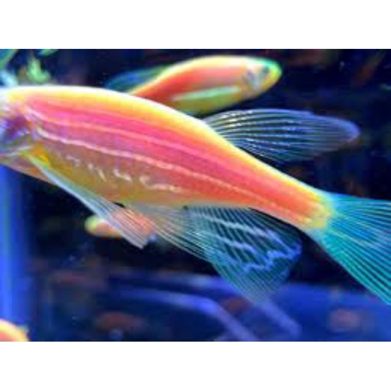 Jual ikan hias Danio slayer ( real slayer ) | Shopee Indonesia