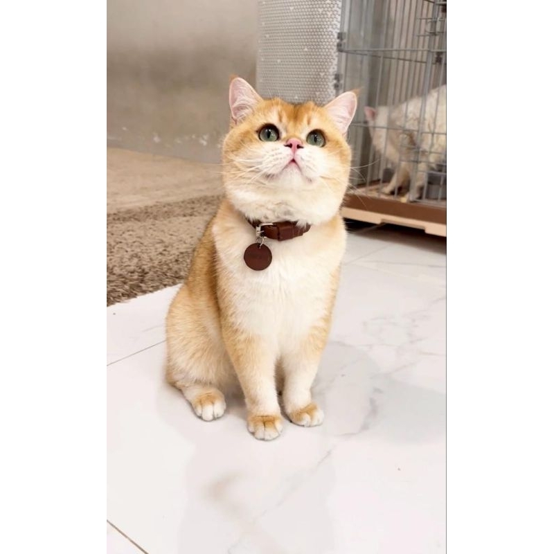 Jual Kucing BSH golden | Shopee Indonesia