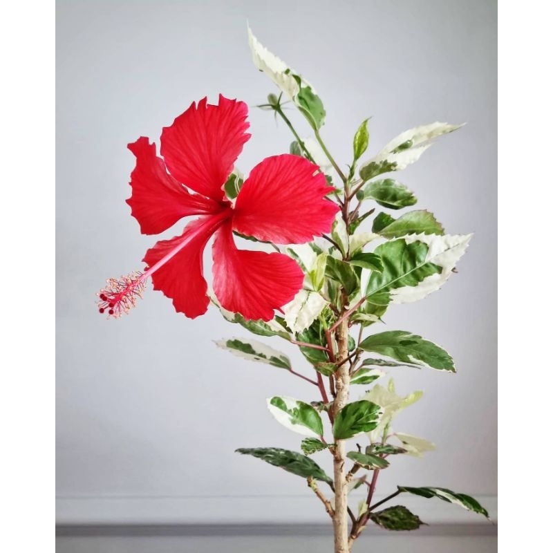 Jual kembang sepatu merah varigata / tanaman bunga sepatu variegata ...