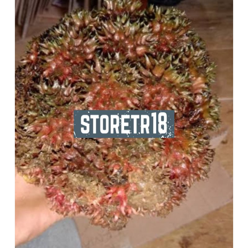 Jual Buah Parahulu Atau Rambutan Tanah Per 500 Gram | Shopee Indonesia