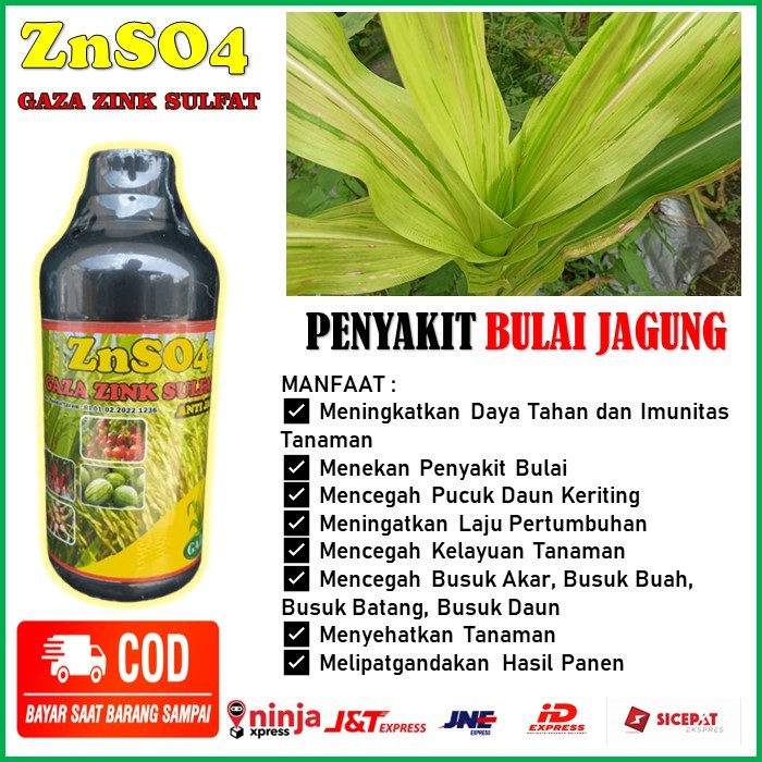Jual Pupuk Organik ZnSO4 500 ML Obat Atasi Bulai Jagung - ZnSO4 GAZA ...