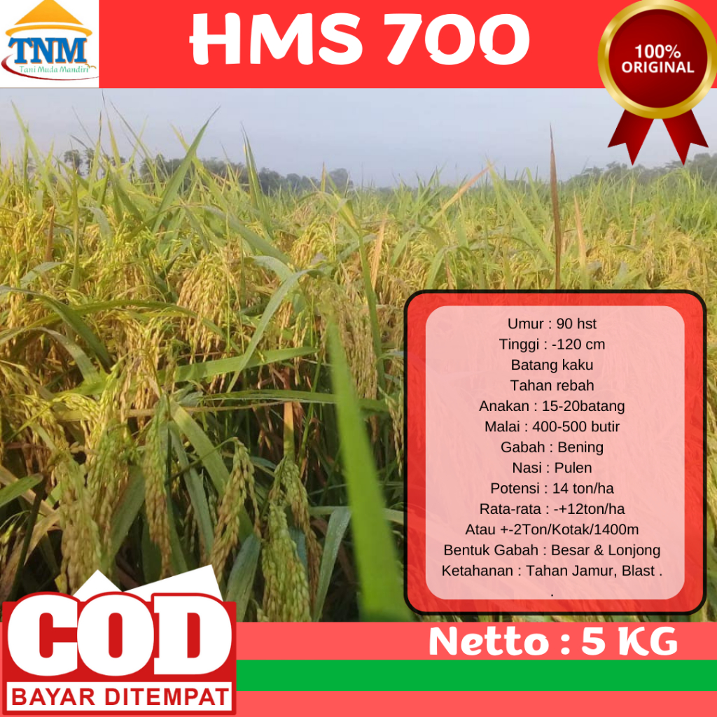 Jual Biji Padi HMS 700 Kemasan 5kg | Shopee Indonesia