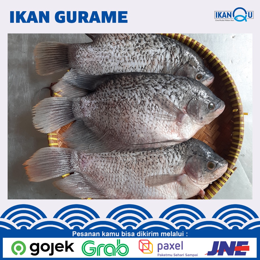 Jual FRESH Ikan gurame segar harian 1 kg isi 3-5 ekor | Ikan gurame ...